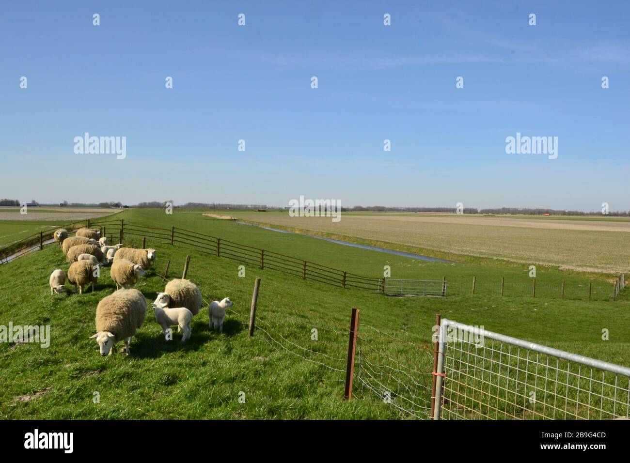 Dutch pasture with white and brown sheep under blue sky with clouds ...