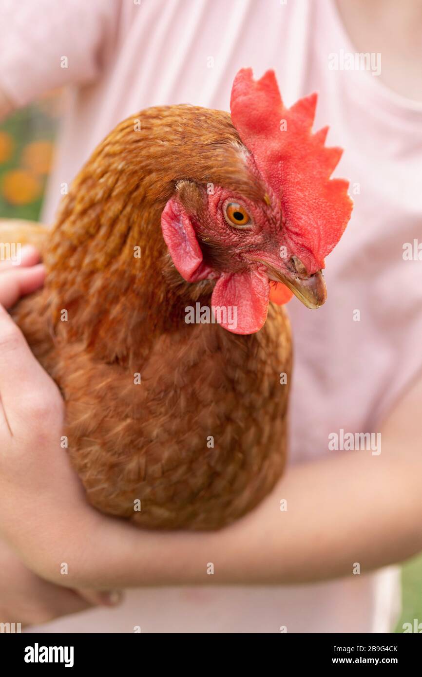 Affection for animals hi-res stock photography and images - Alamy