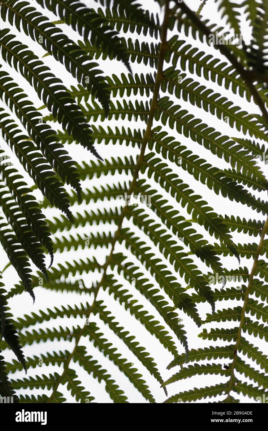 Close up green fern branches against white background Stock Photo - Alamy
