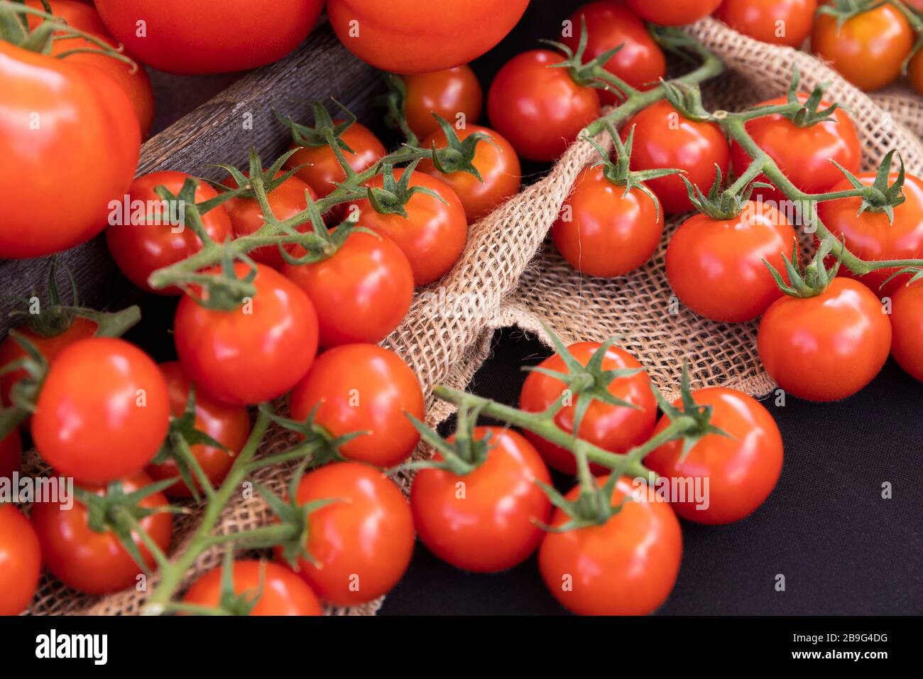 Vibrant red freshly harvested vine tomatoes Stock Photo - Alamy