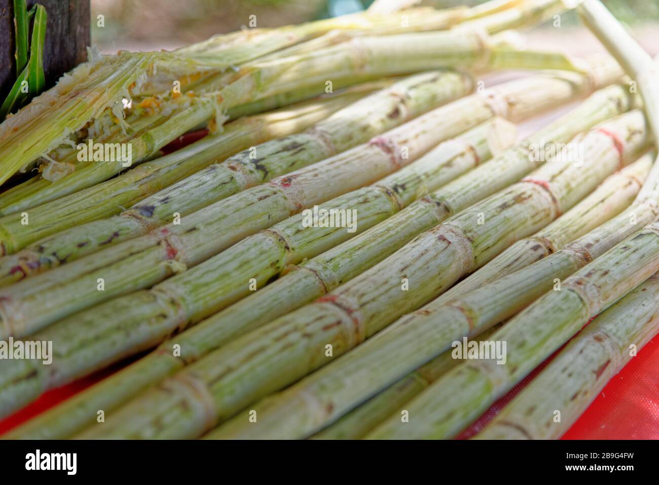 Pile sugar cane sugarcane saccharum hi-res stock photography and images ...