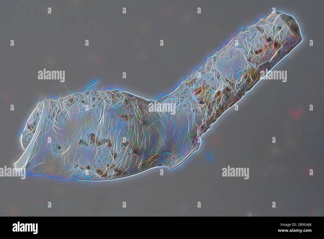 Hendrick Jansz., Clay pipe, unnoticed, from the waste from Rotterdam ...