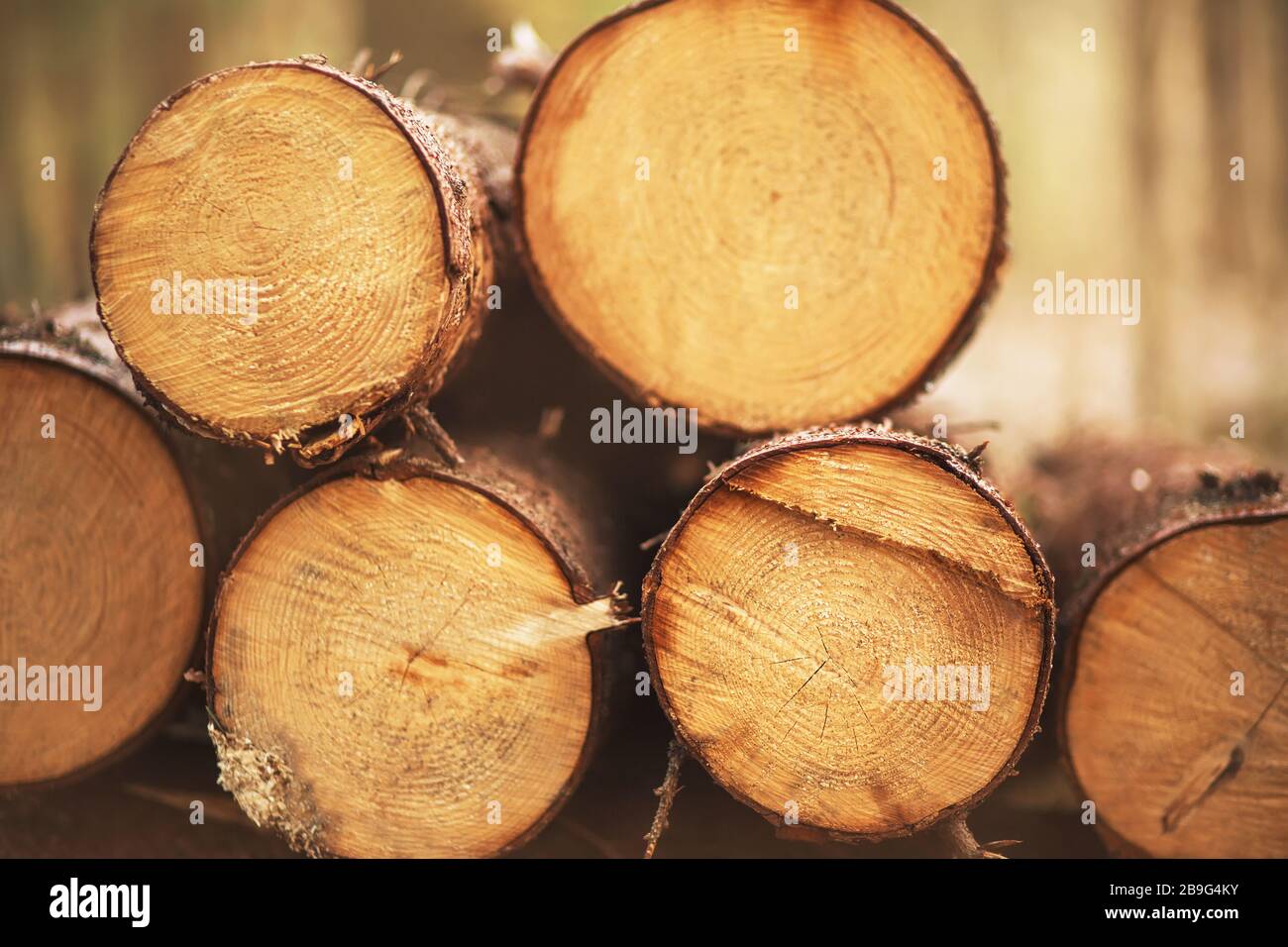 The cut-down trunks of Mature pine trees lie in a pile in the woods ...