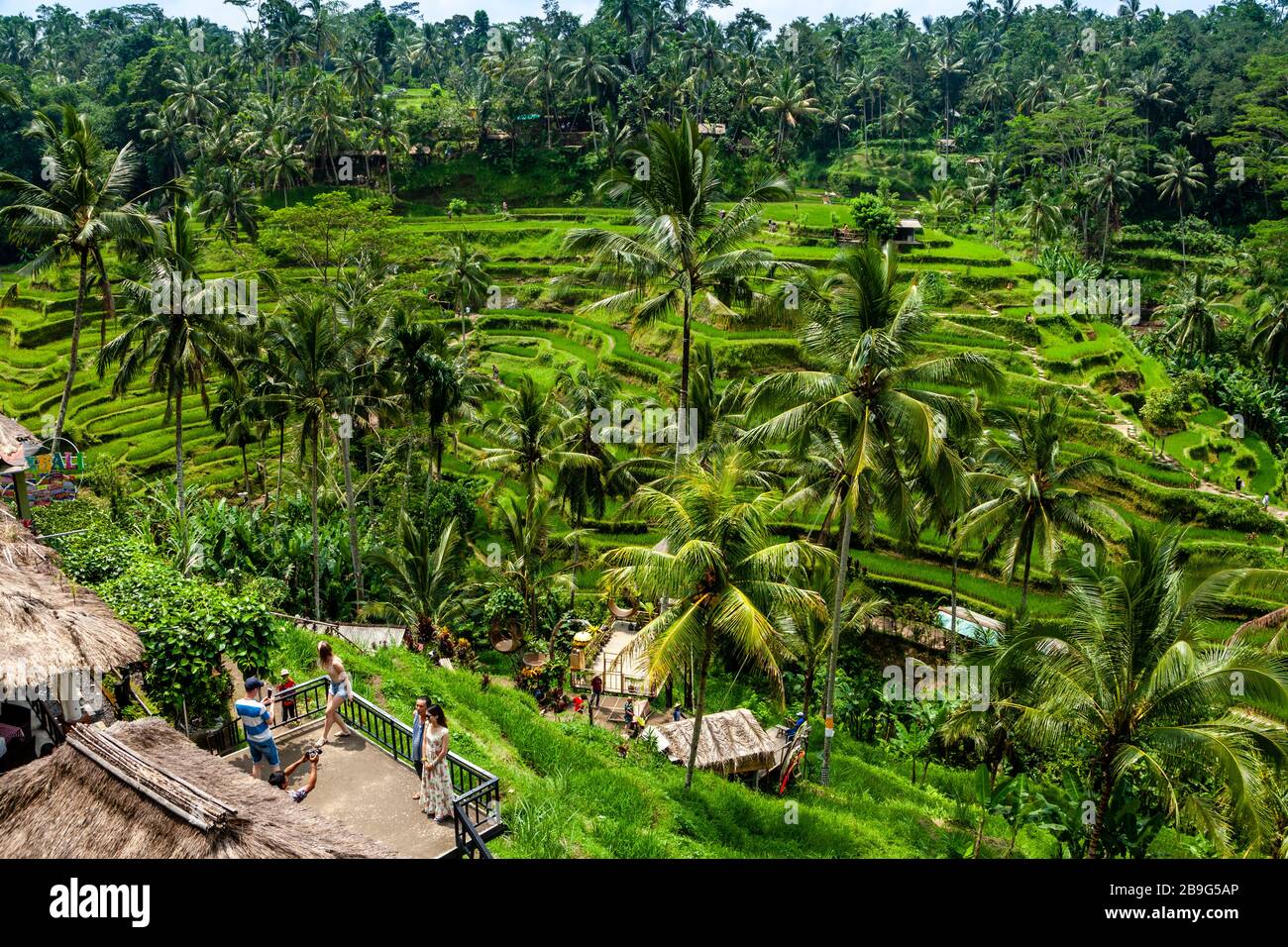 The Tegalalang Rice Terraces, Ubud, Bali, Indonesia Stock Photo - Alamy