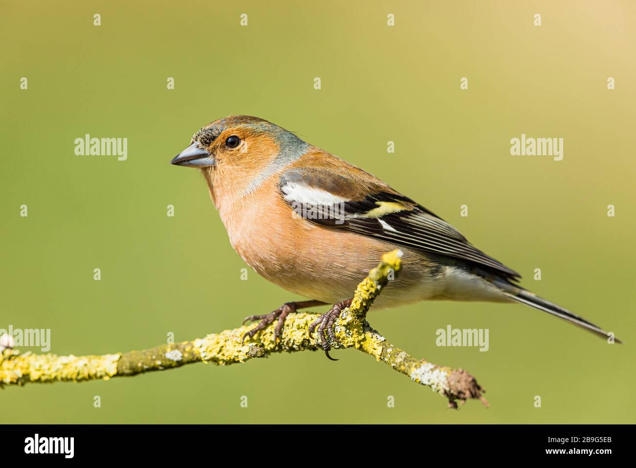 Male chaffinch foraging in spring sunshine in mid Wales Stock Photo - Alamy
