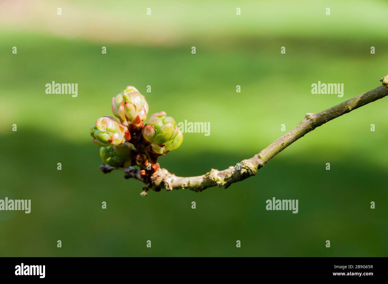 A sign of Spring. Buds appearing on a flowering cherry tree Stock Photo ...