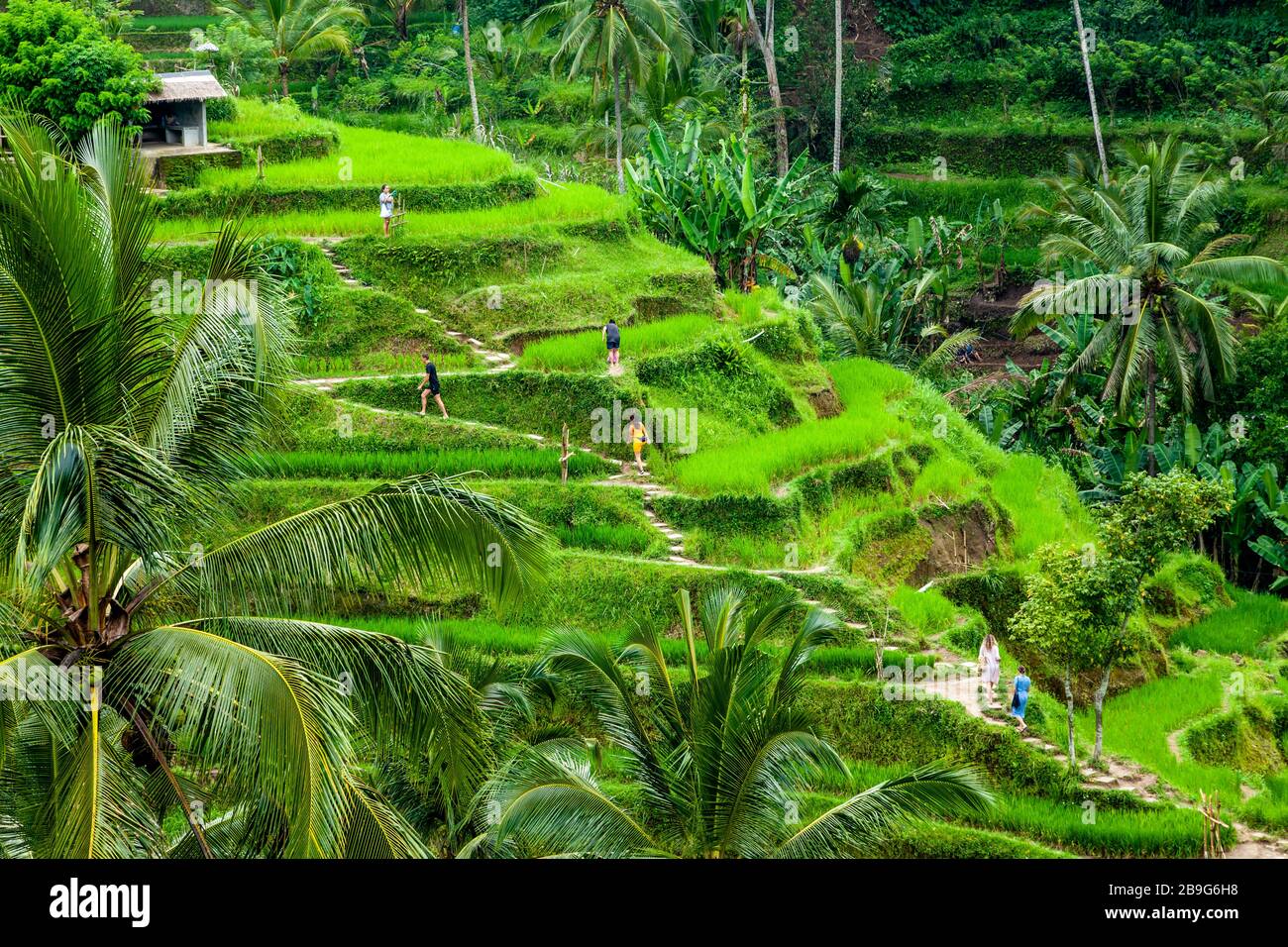 The Tegalalang Rice Terraces, Ubud, Bali, Indonesia Stock Photo - Alamy