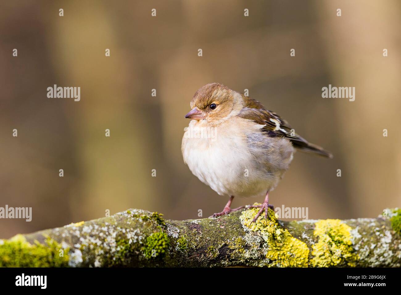 Female chaffinch foraging in spring sunshine in mid Wales Stock Photo ...
