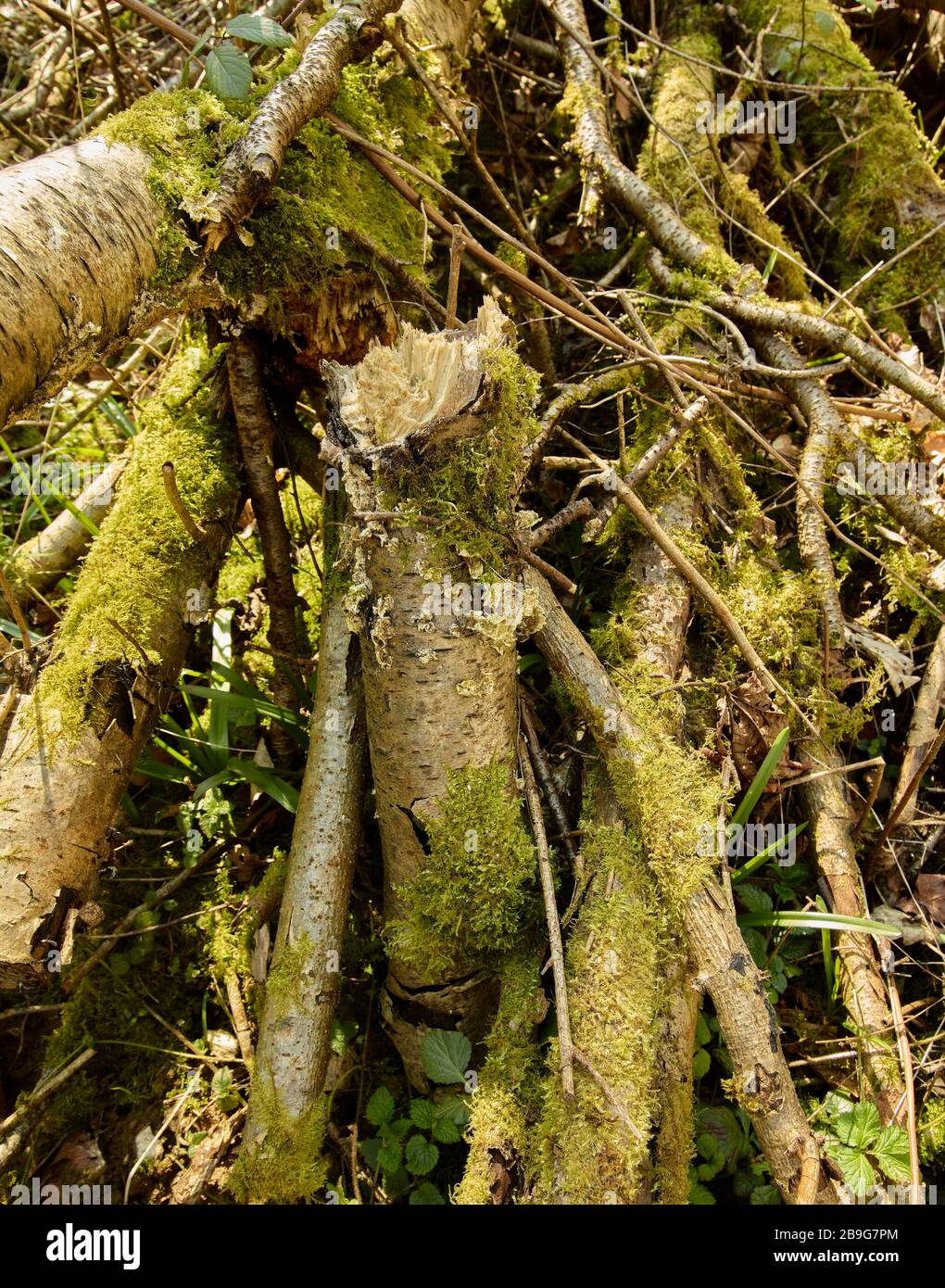 Illustrating Natures chaos with natural environment portraits Stock ...