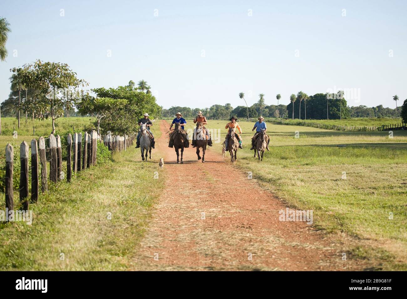 Pantaneiro horses hi-res stock photography and images - Alamy