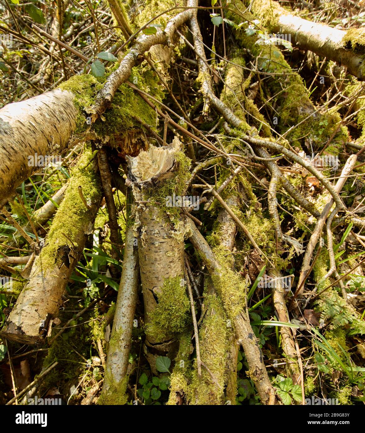 Illustrating Natures chaos with natural environment portraits Stock ...