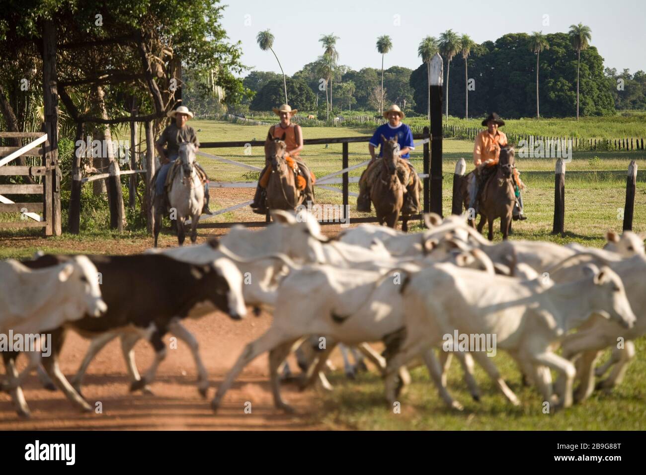 Peasants Pantaneiros and Work of Cattle, Aquidauana, Mato Grosso do Sul ...