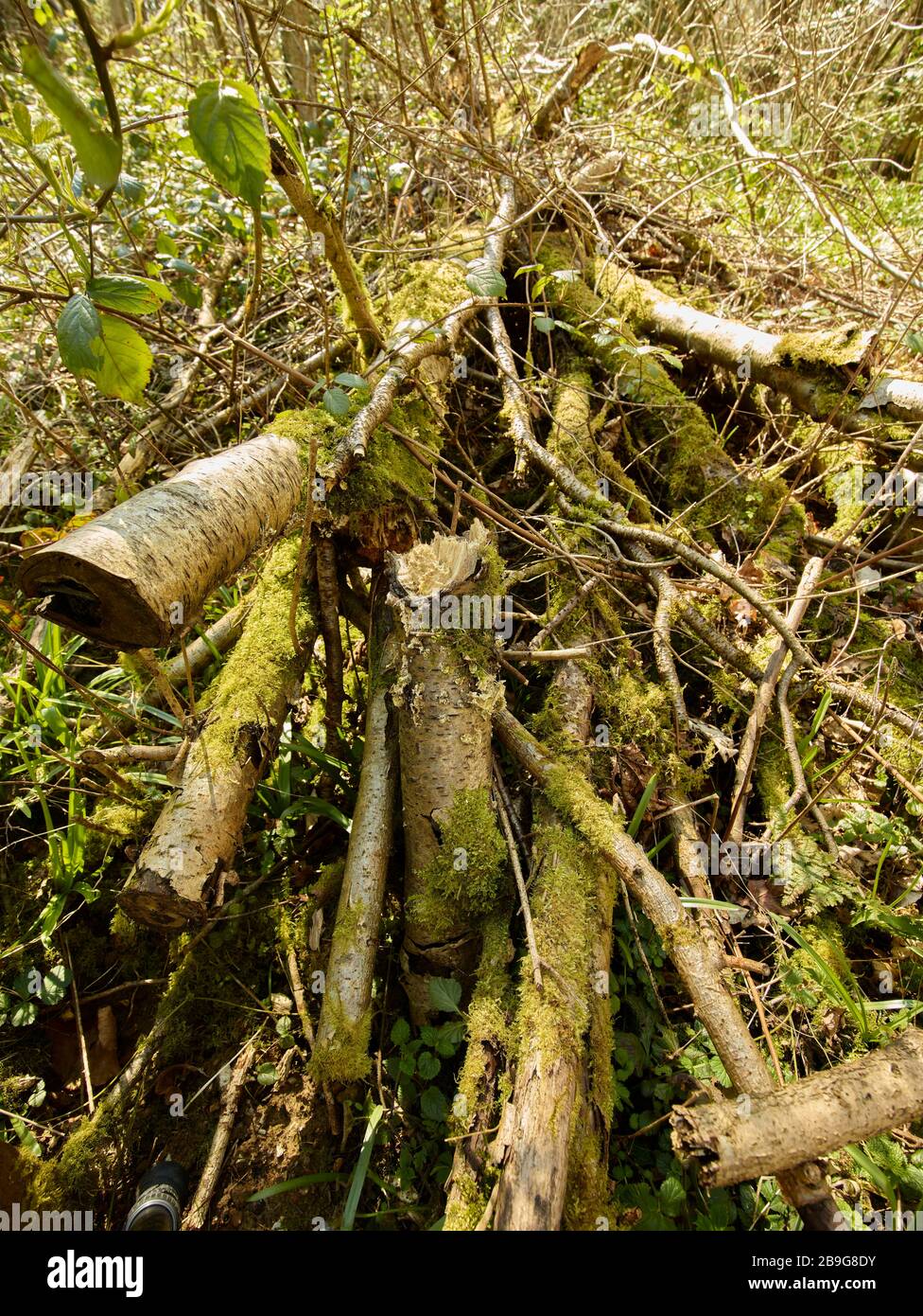 Illustrating Natures chaos with natural environment portraits Stock ...