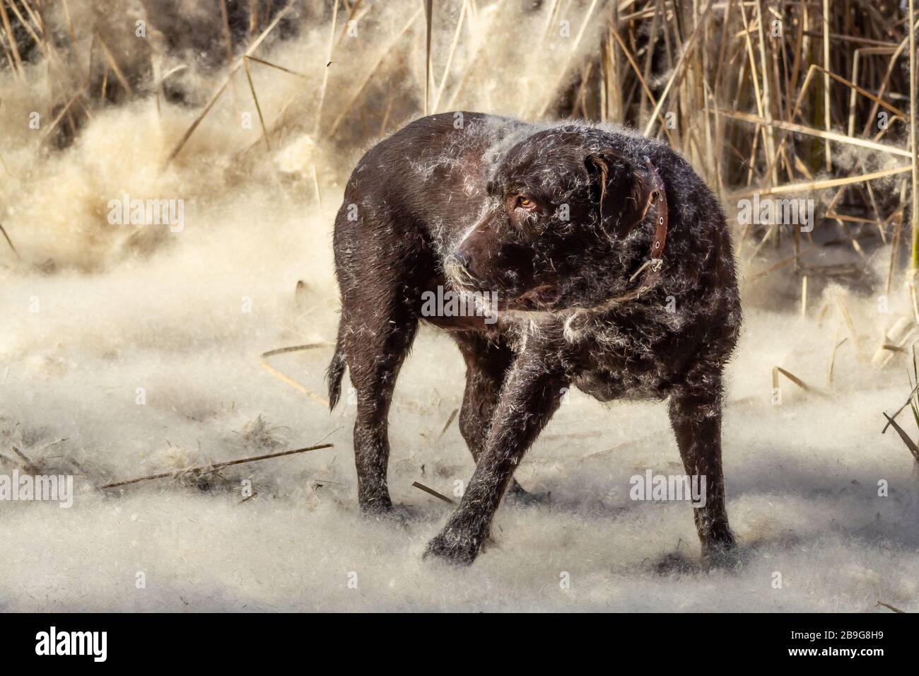 Chocolate dog hi-res stock photography and images - Alamy