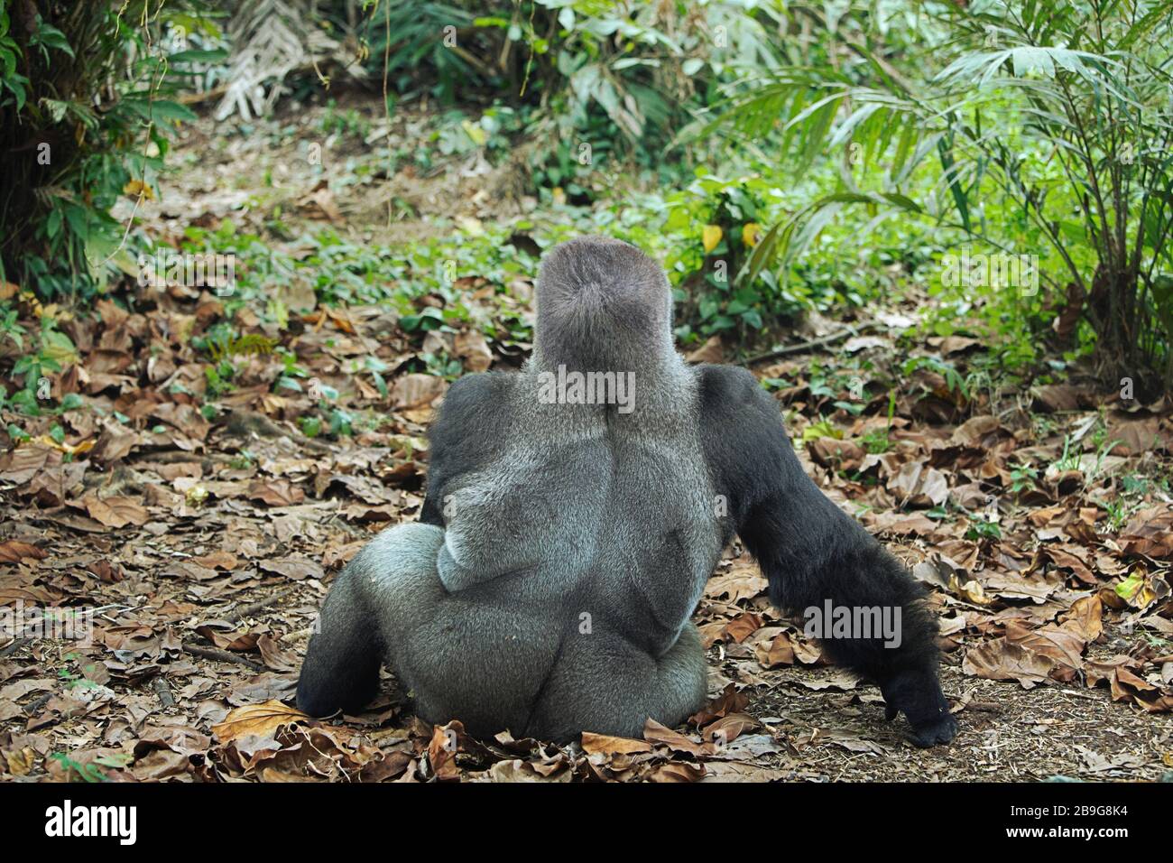 Environmental, back portrait of a western gorilla (Gorilla gorilla ...