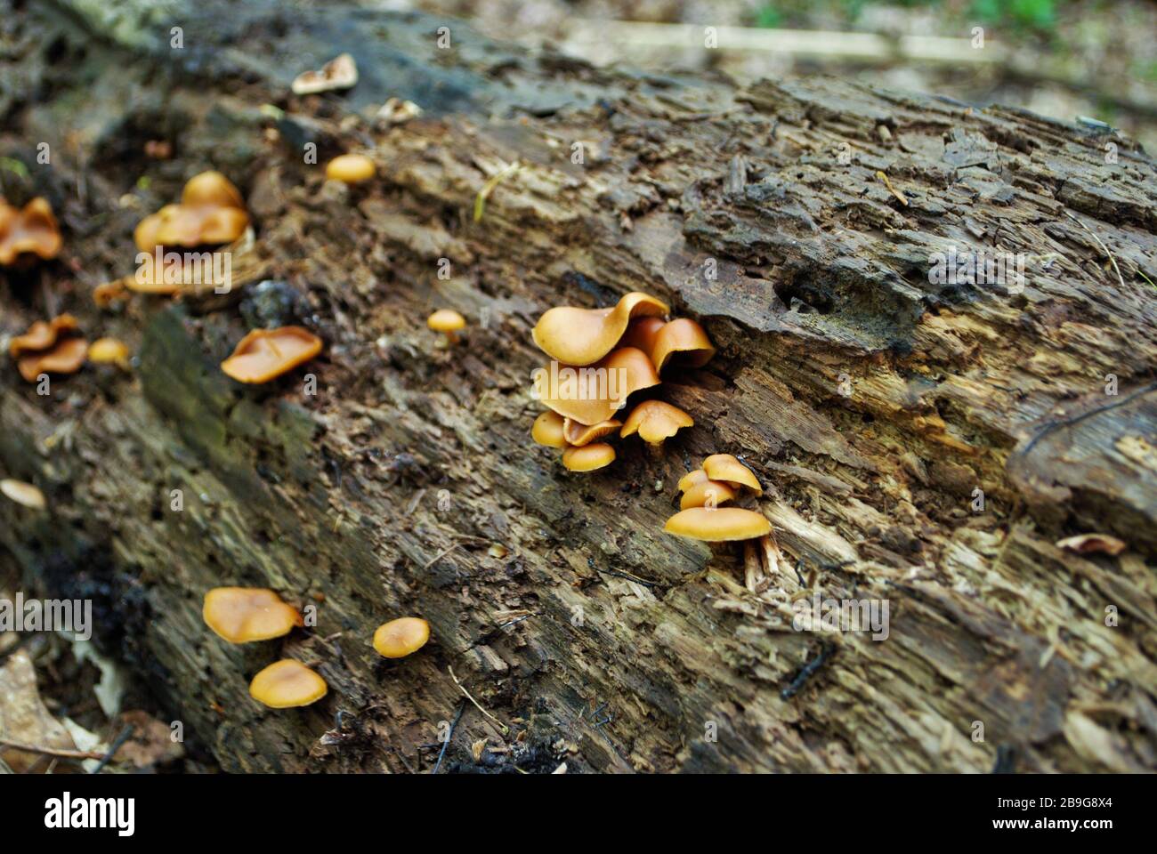 shelf fungus growing on a fallen tree in the woods Stock Photo - Alamy