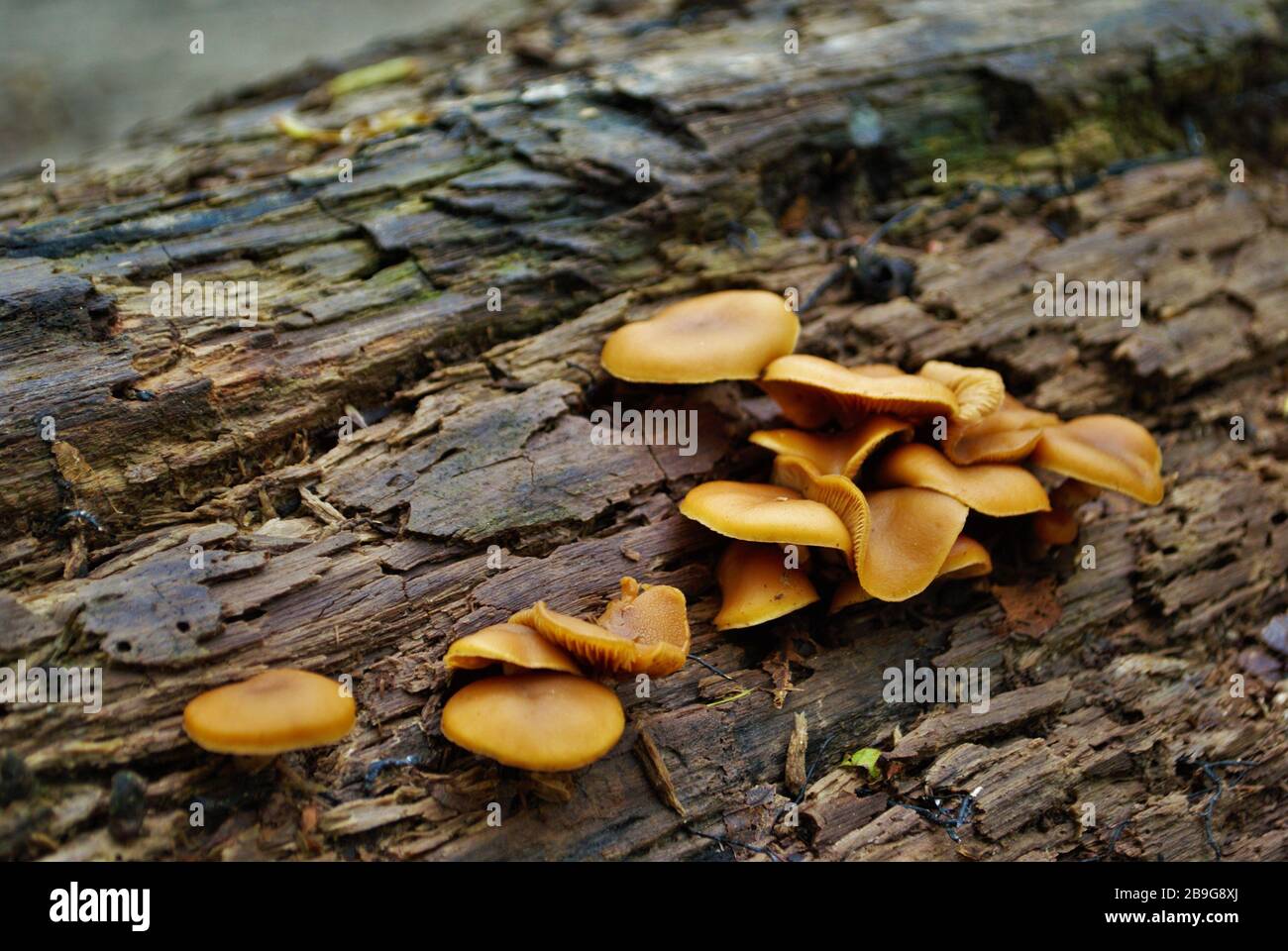 shelf fungus growing on a fallen tree in the woods Stock Photo - Alamy