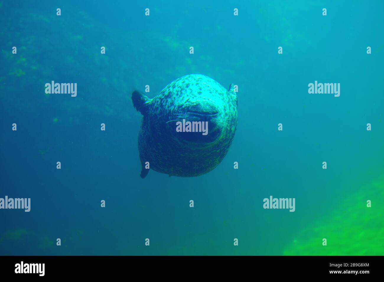 common seal diving in the deep water Stock Photo - Alamy