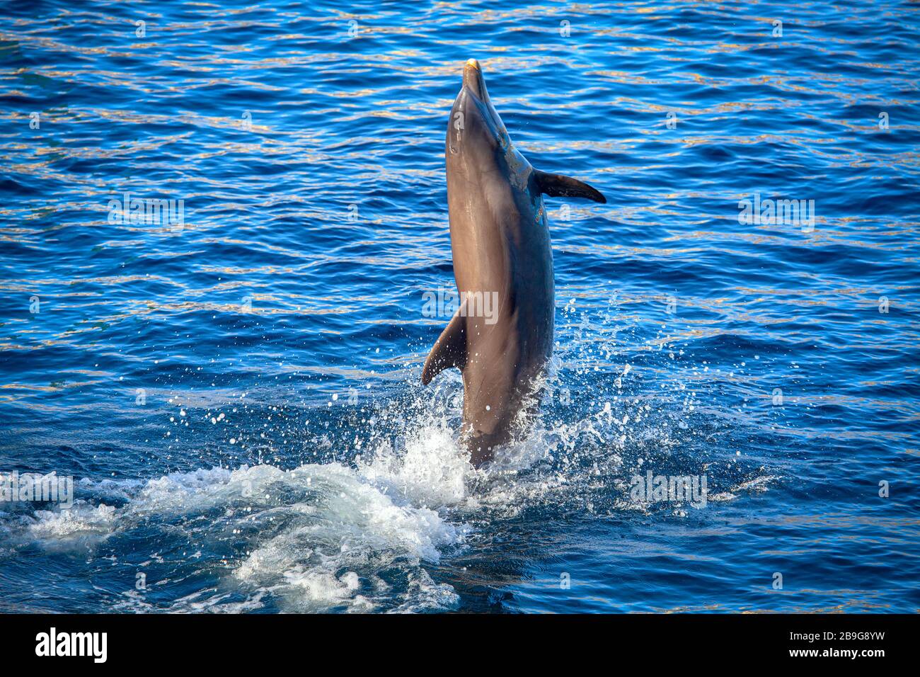 jumping dolphin in blue sea water Stock Photo - Alamy