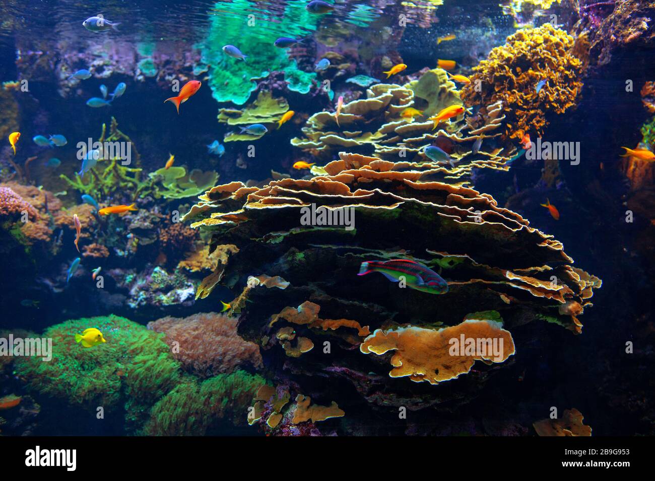 wonderful underwater nature with colorful fish Stock Photo - Alamy