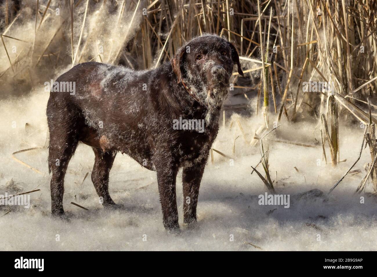 chocolate dog Labrador retriever stand by reeds Stock Photo - Alamy