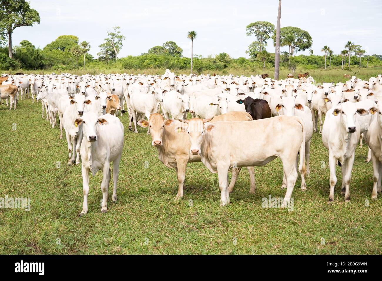 Cattle breeding, Ox ,Bos taurus, Corumbá, Mato Grosso do Sul, Brazil ...