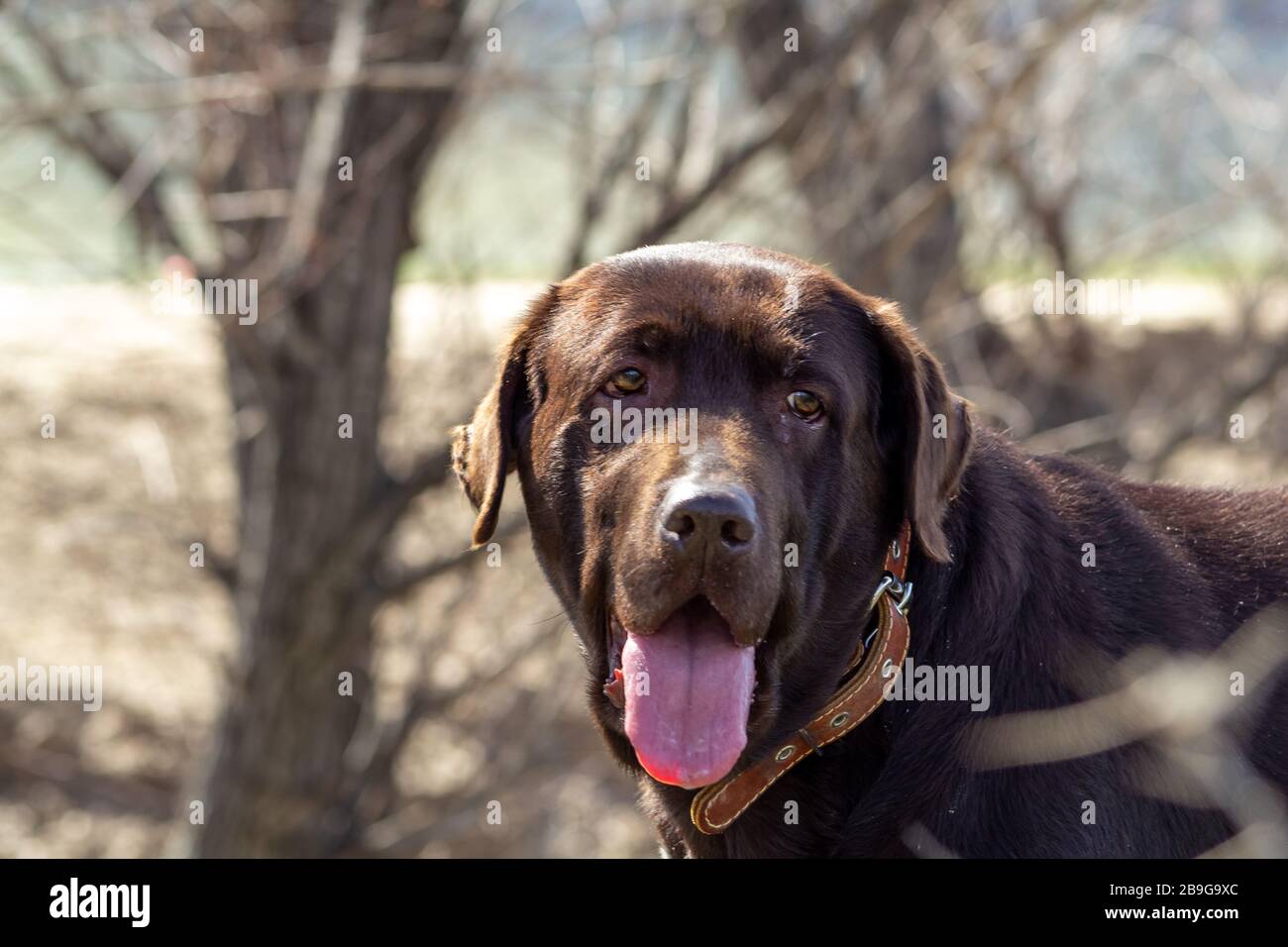 dog chocolate labrador retriever stay on green grass background Stock ...