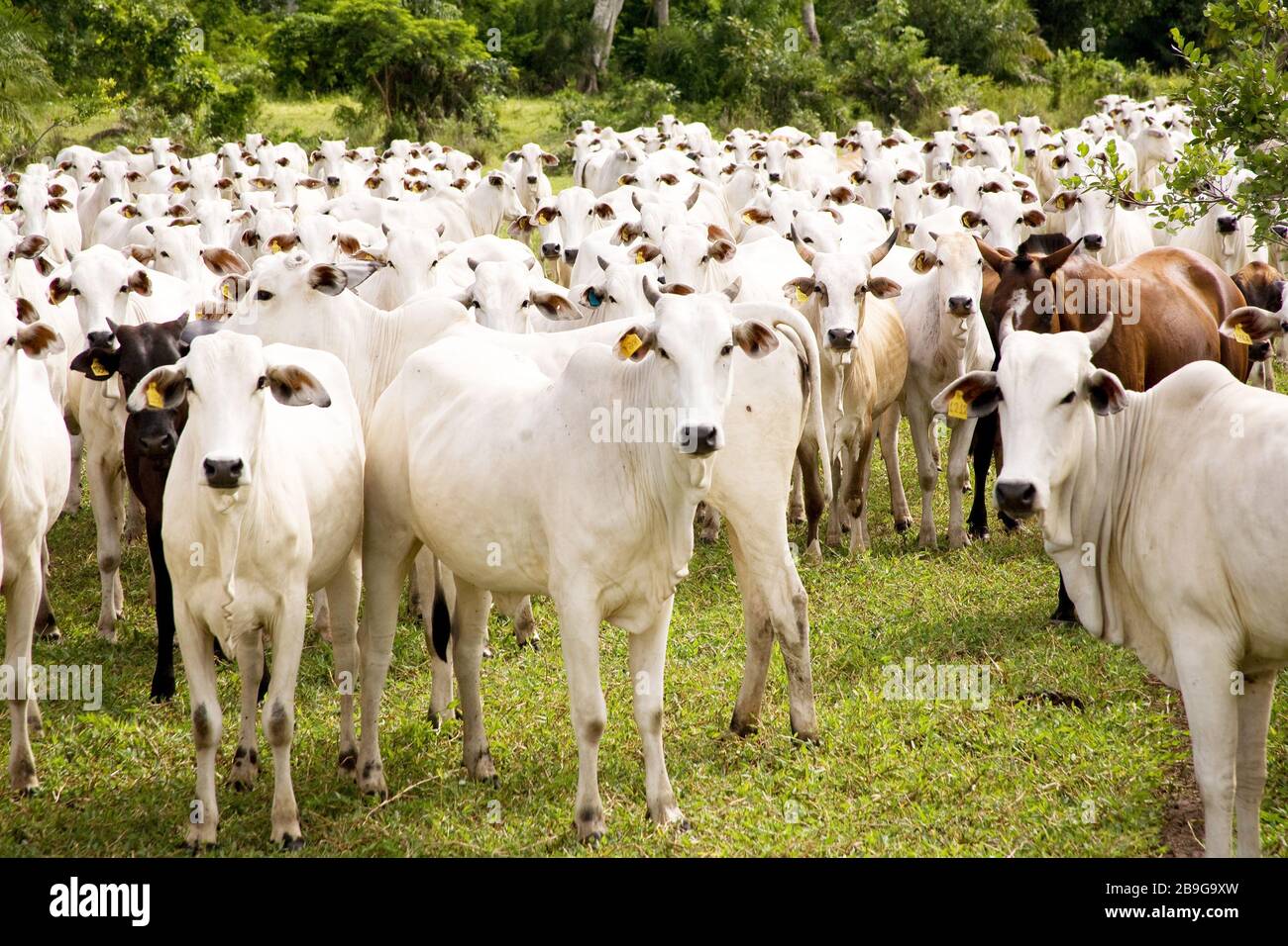 Ecological breeding animals hi-res stock photography and images - Alamy