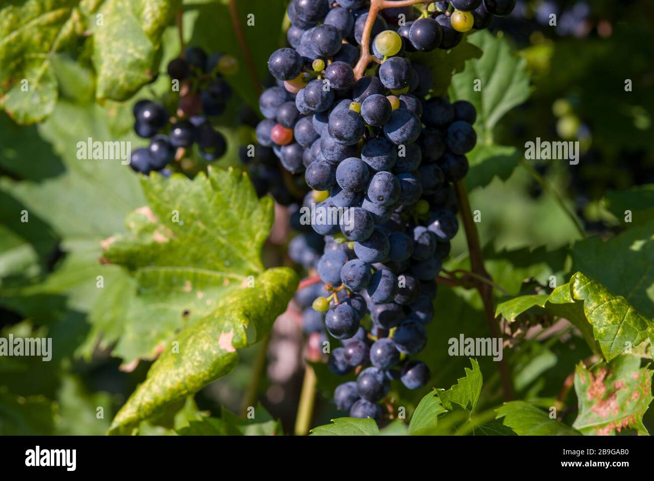 Organic paradise purple grape vine leaves orchard fruit harvest hi-res ...