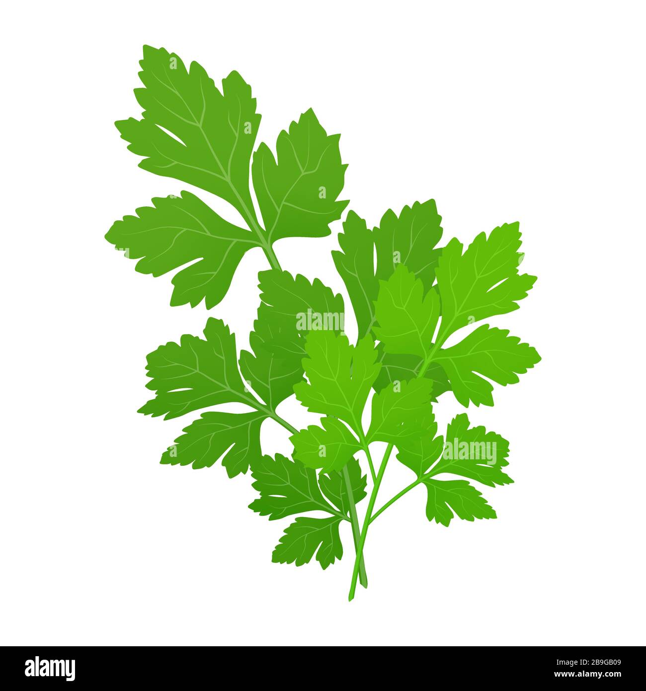 Fresh green parsley leaves on white background. Parsley isolated ...