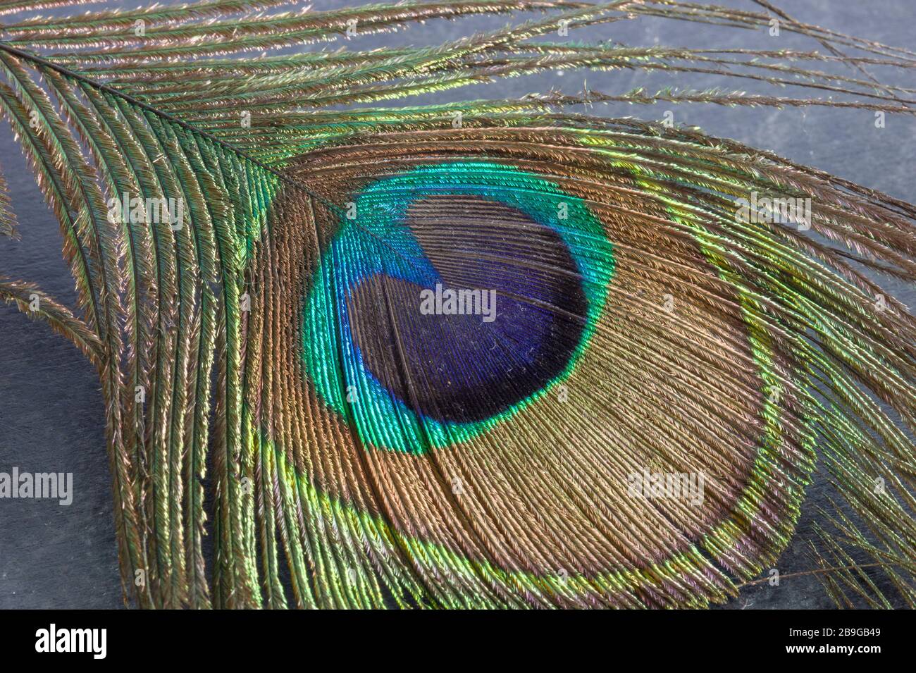 One feather hi-res stock photography and images - Alamy