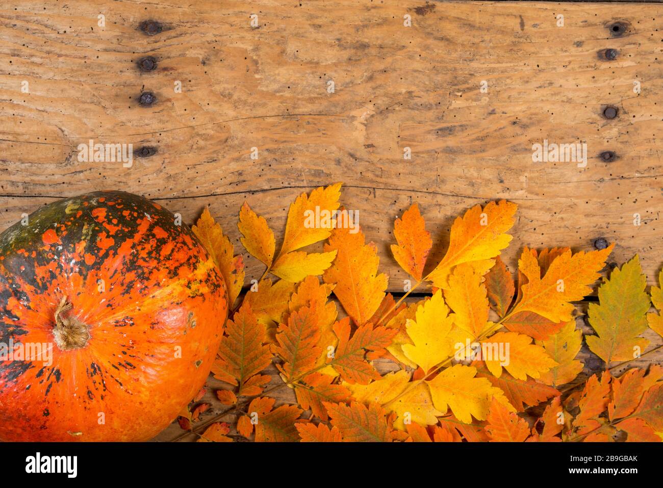 Helloween pumpkins over an old rustic vintage table - top view, copy ...