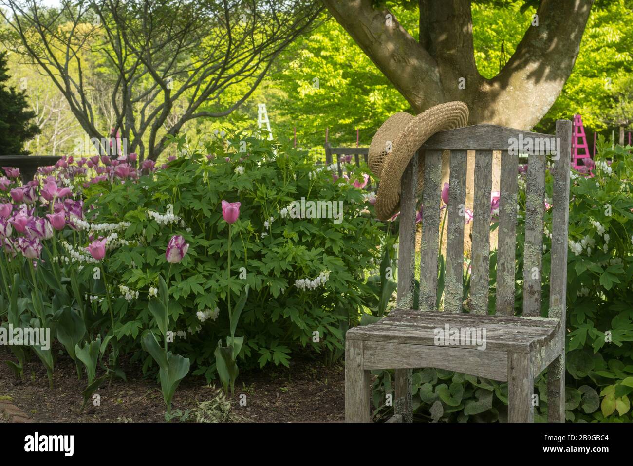 Bleeding hearts in garden hi-res stock photography and images - Alamy