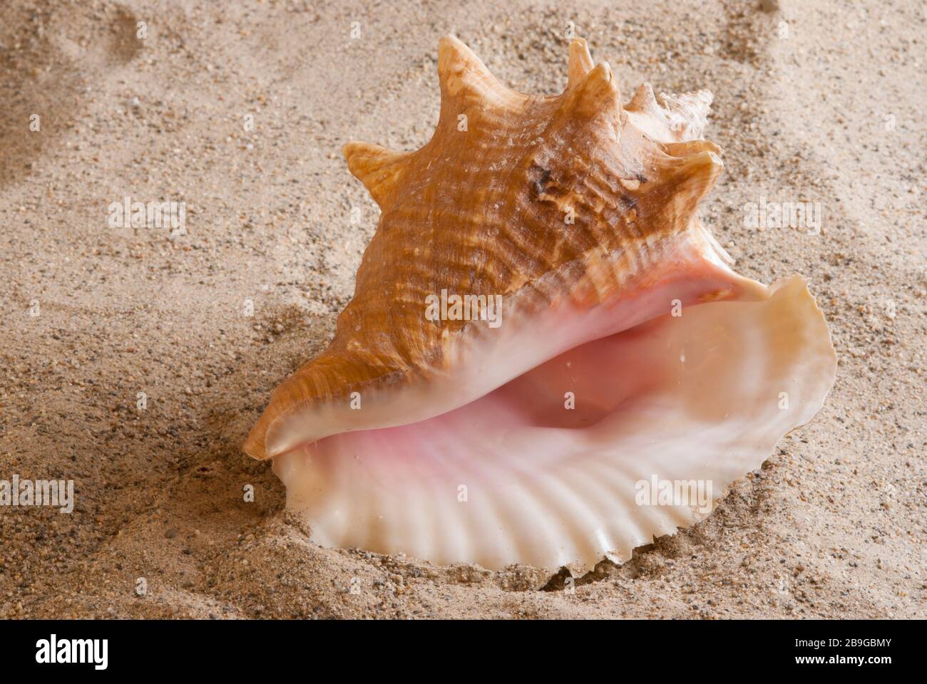 Conch shell in the sand Stock Photo - Alamy