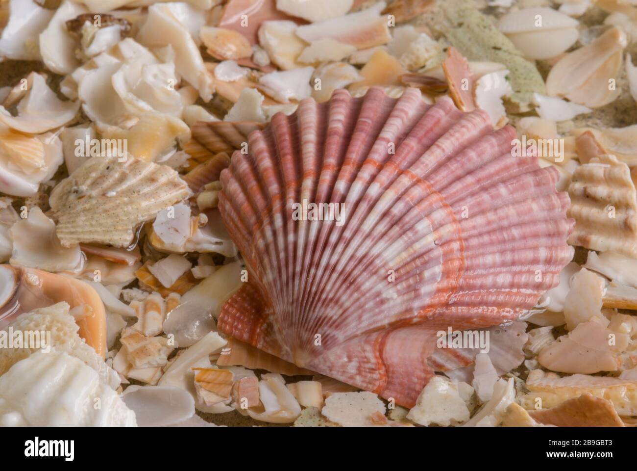 Red and orange hued scallop shell sitting on a bed of crushed sea ...