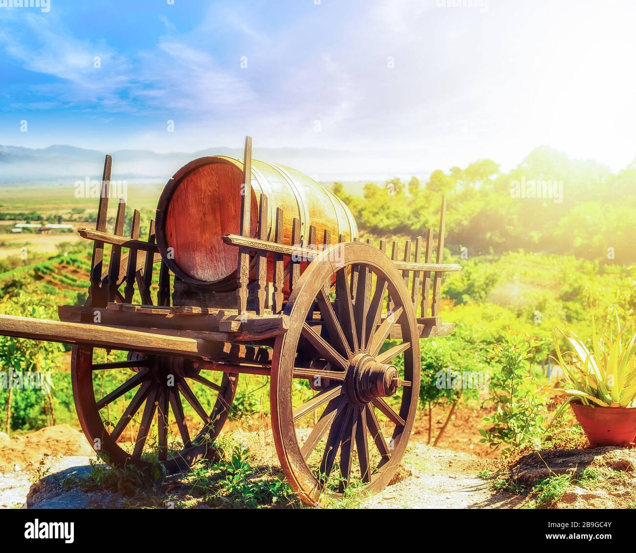Wooden barrel with vine on cart. Beautiful sunny day at grape ...