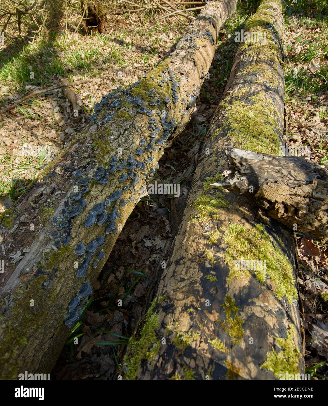 Illustrating Natures chaos with natural environment portraits Stock ...