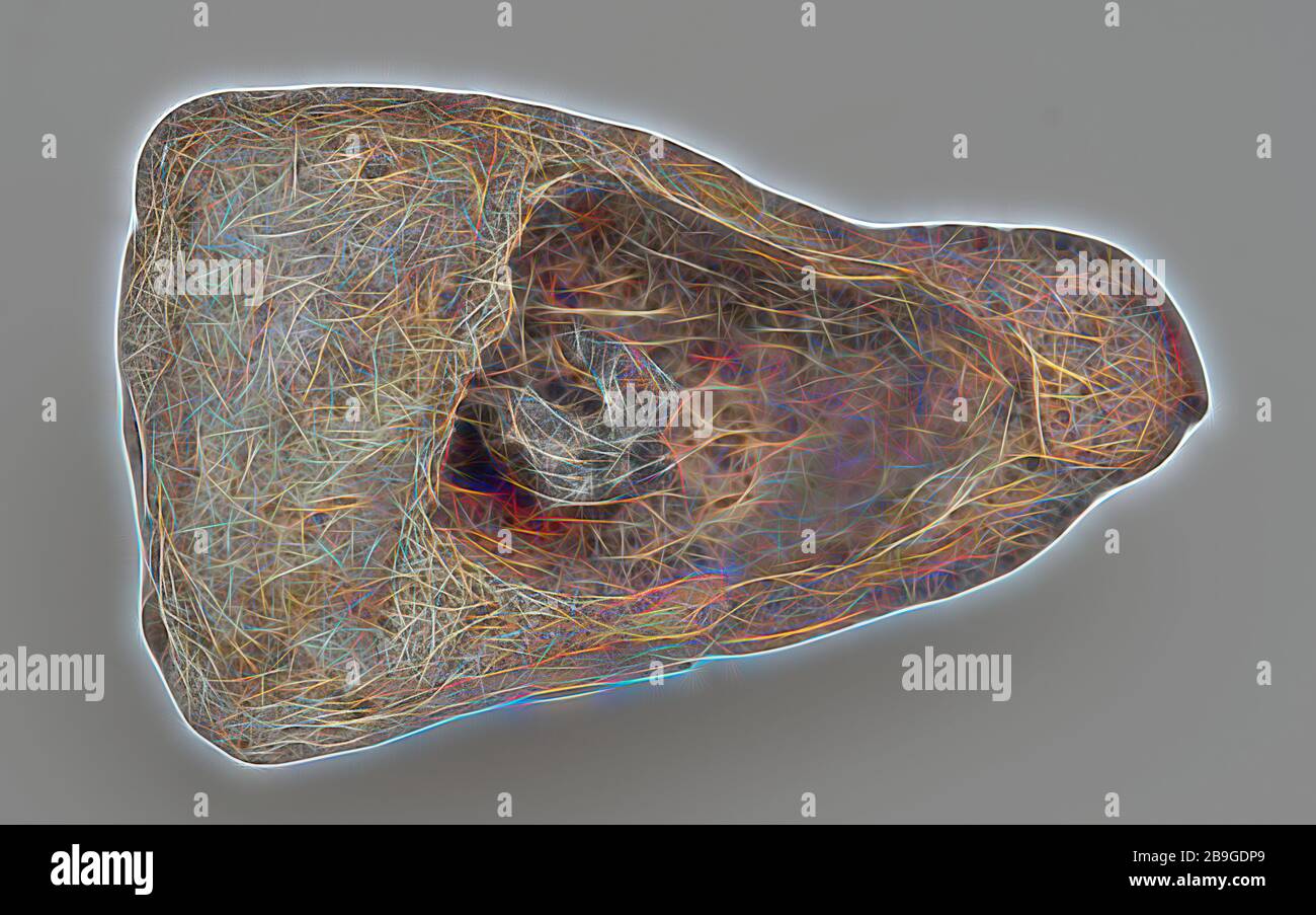 Digit from cow's leg, part of throwing game: koot, koot game piece ...