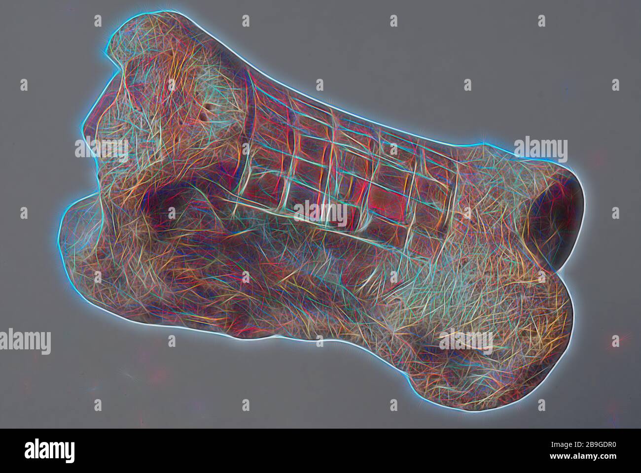 Kootbeen marked hi-res stock photography and images - Alamy