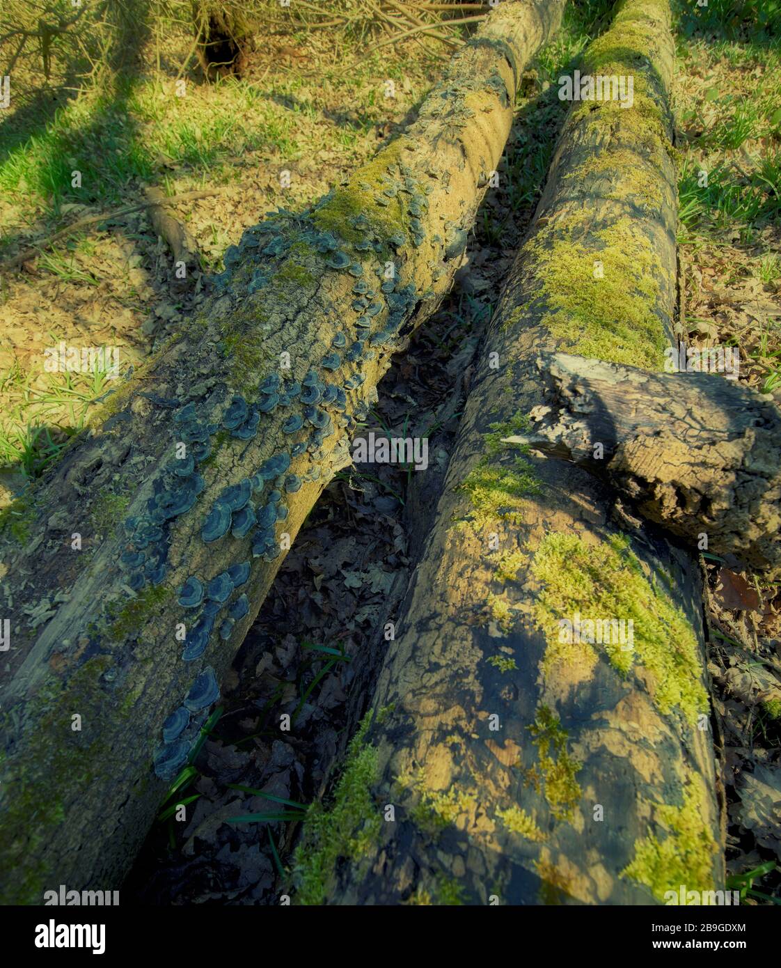 Illustrating Natures chaos with natural environment portraits Stock ...