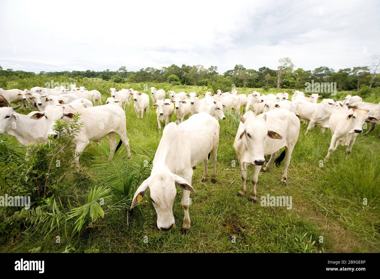 Ox, Bos taurus, Miranda, Mato Grosso do Sul, Brazil Stock Photo - Alamy
