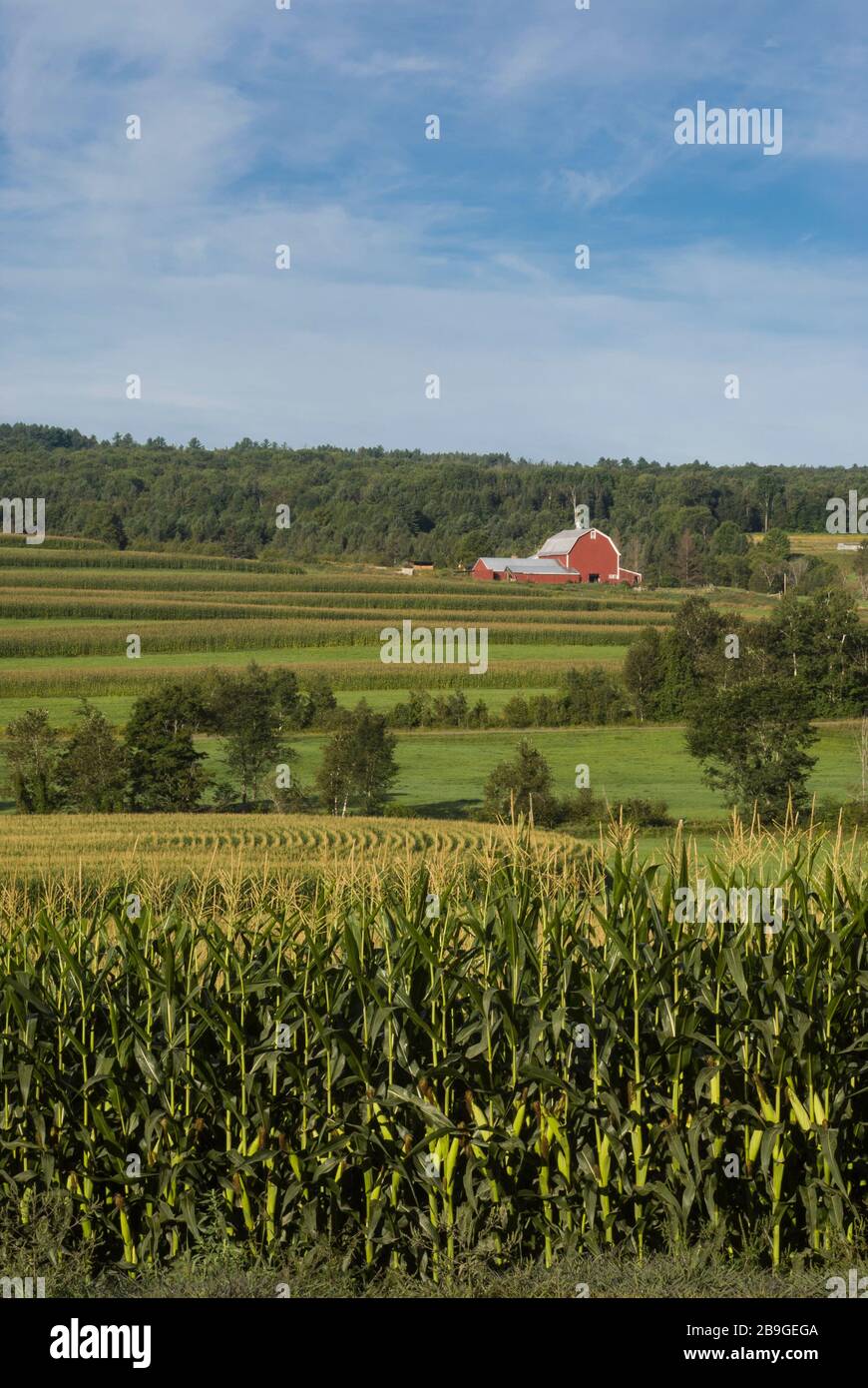 Summer morning sun shines over a red barn and fields of corn planted in ...
