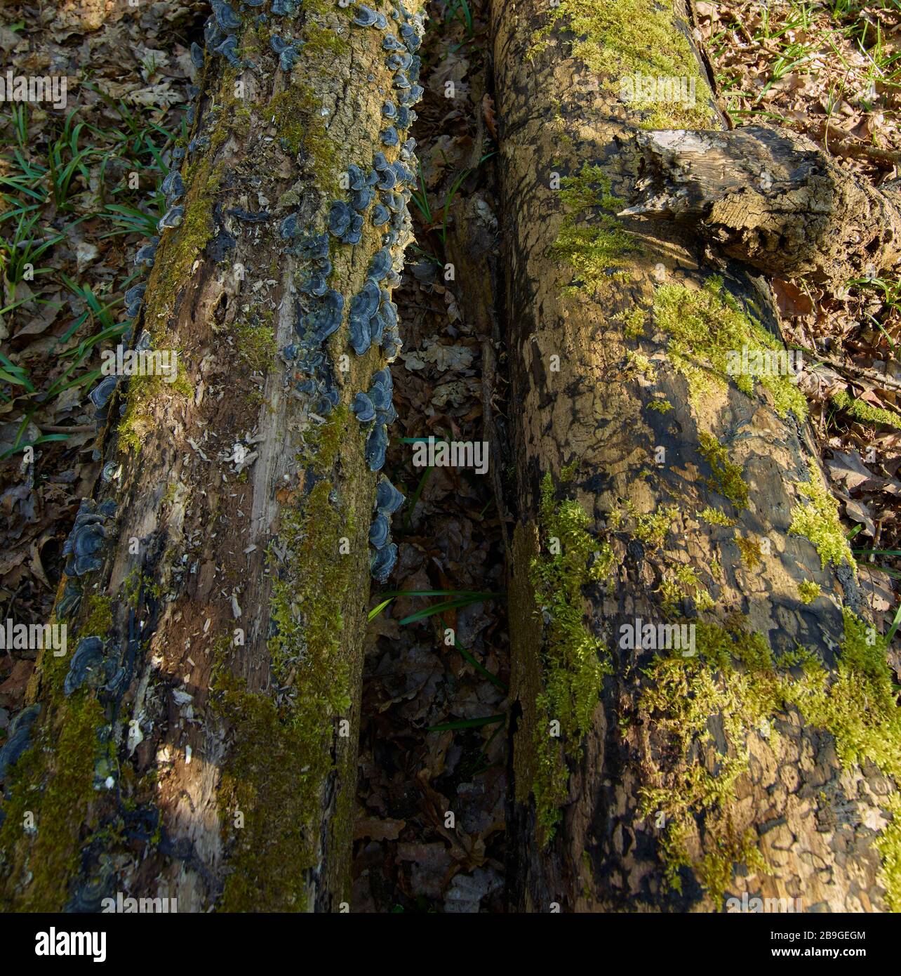 Illustrating Natures chaos with natural environment portraits Stock ...