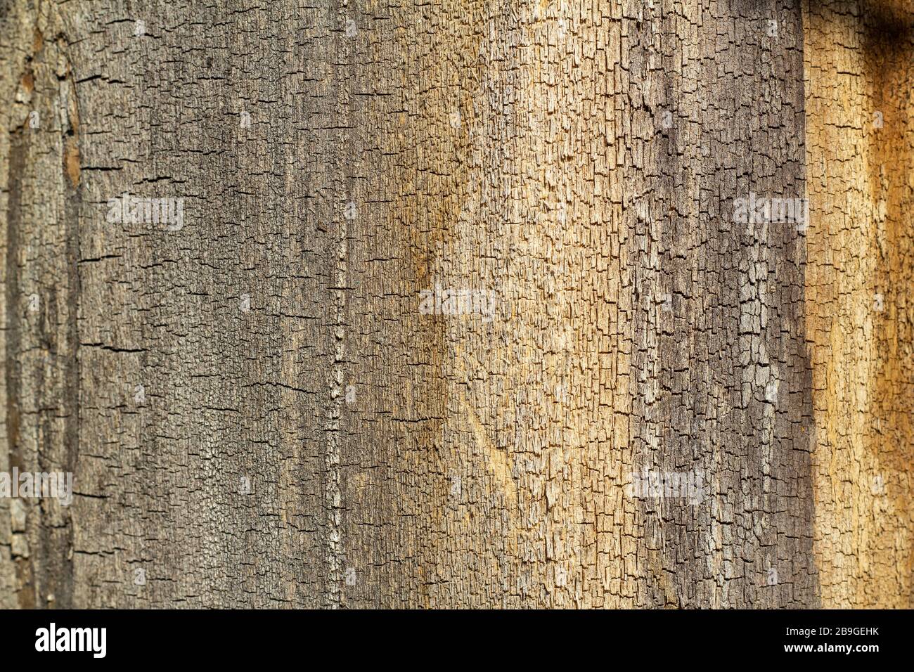 tree bark with cracks and stripes Grunge wooden texture.Embossed bark ...