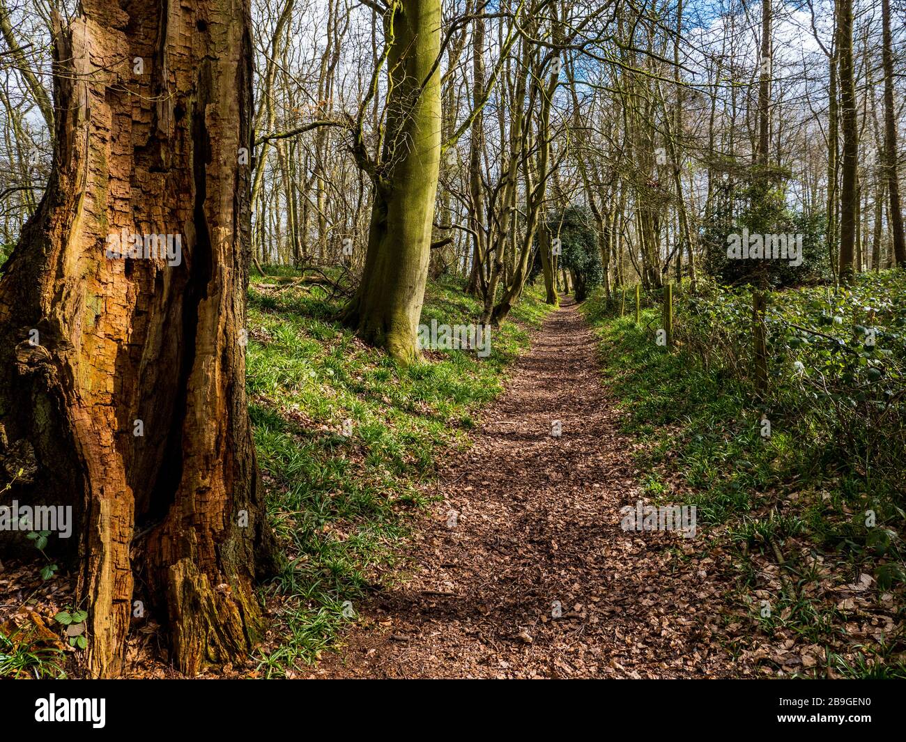 Woodland Path, Old Rotten Tree, Chiltern Hills, The Ridgeway National ...