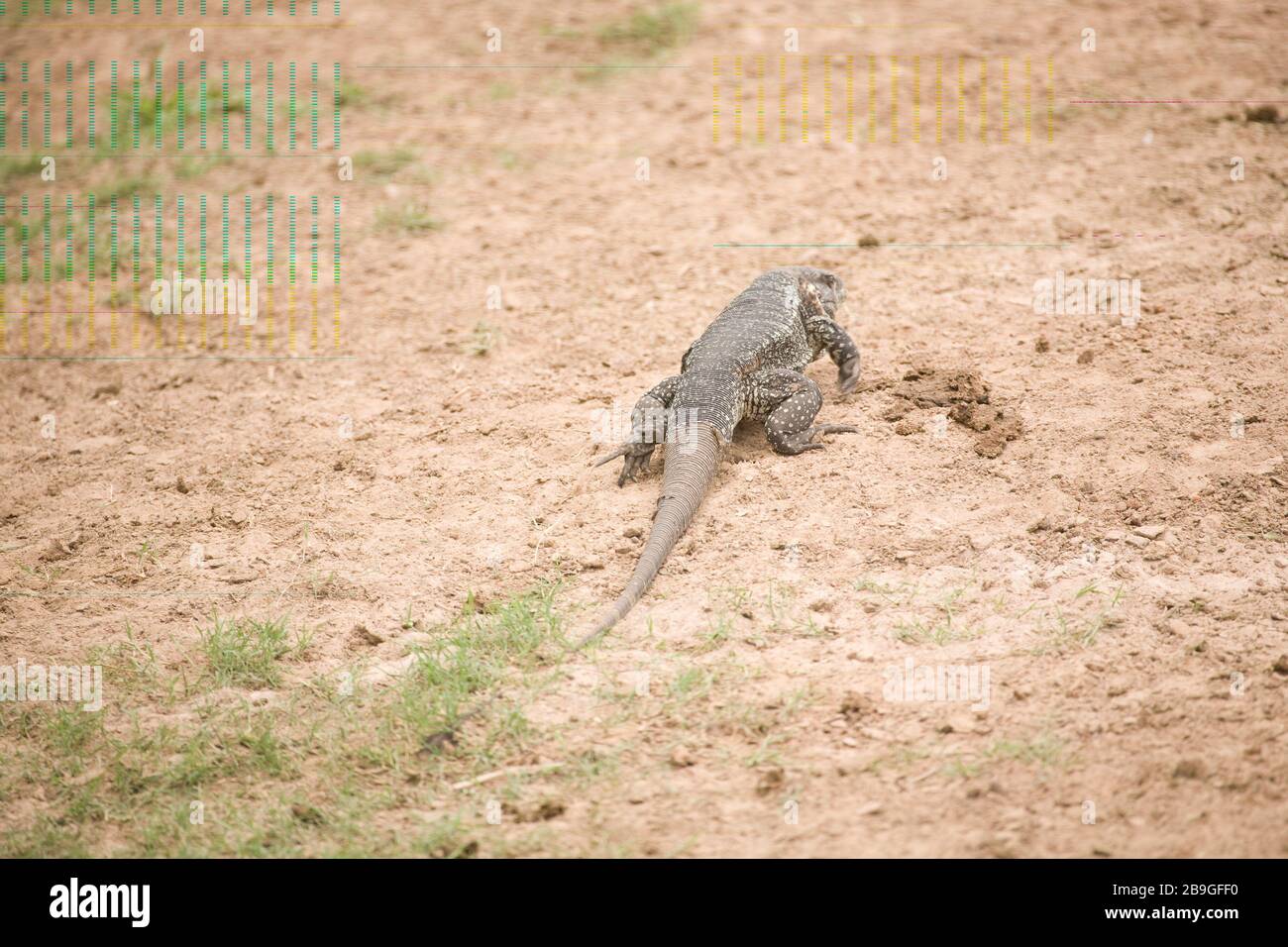 Tupinambis Teguixin High Resolution Stock Photography and Images - Alamy