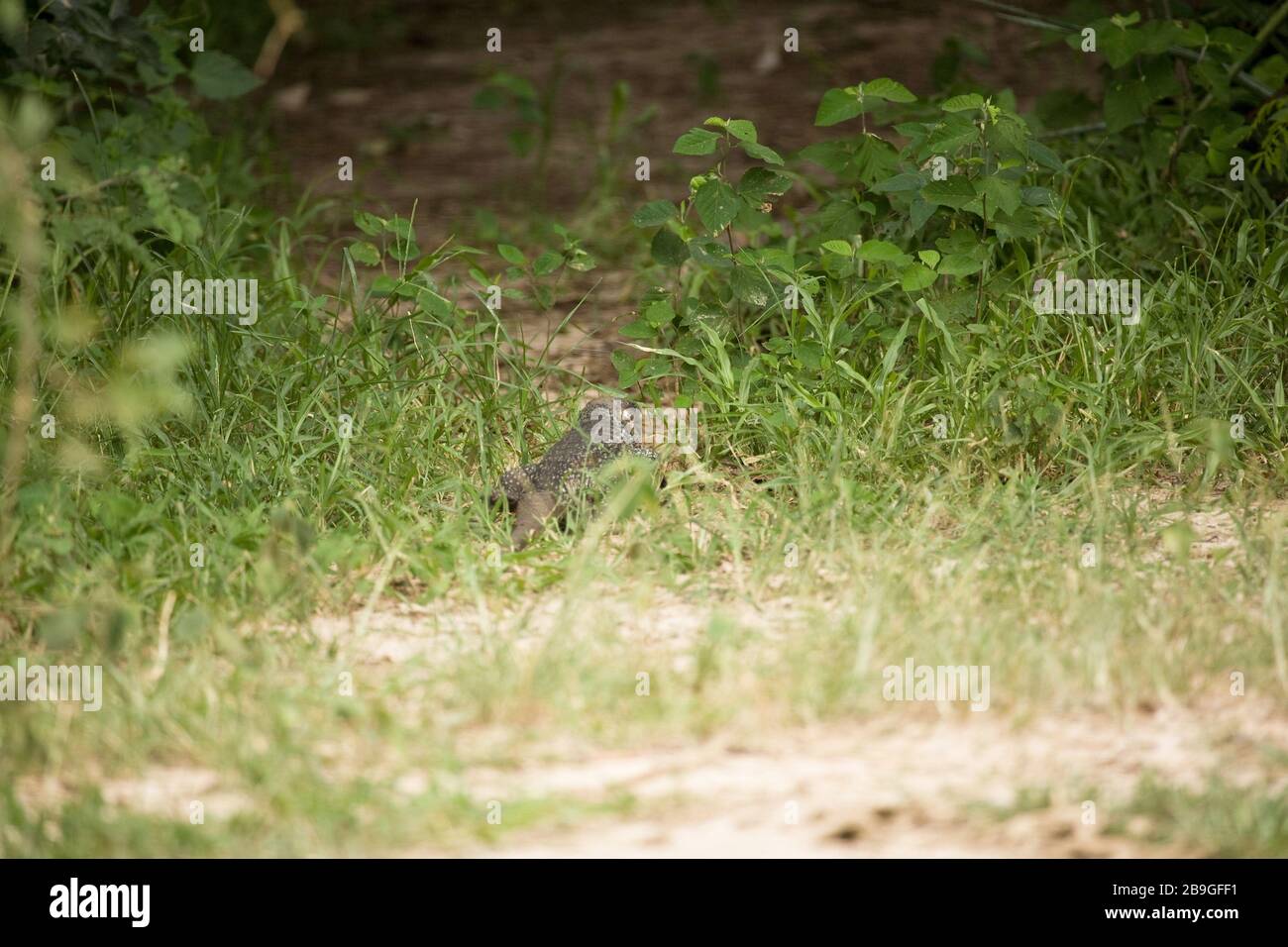 Teiu lizard hi-res stock photography and images - Alamy