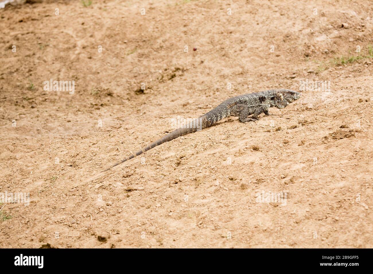 Teiú, Tupinambis teguixin, Lizard, Reptilia, Miranda, Mato Grosso do ...