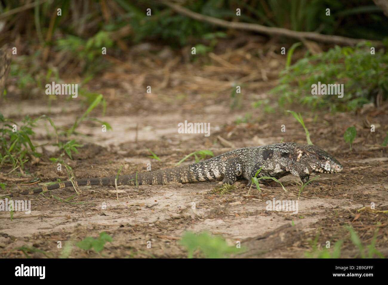 Teiú, Tupinambis teguixin, Lizard, Reptilia, Miranda, Mato Grosso do ...