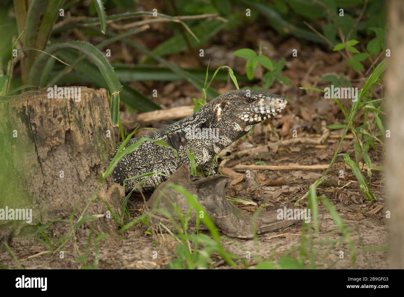 Teiu lizard hi-res stock photography and images - Alamy